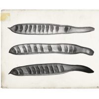 Judith Nangala Crispin | poet | photographic artist