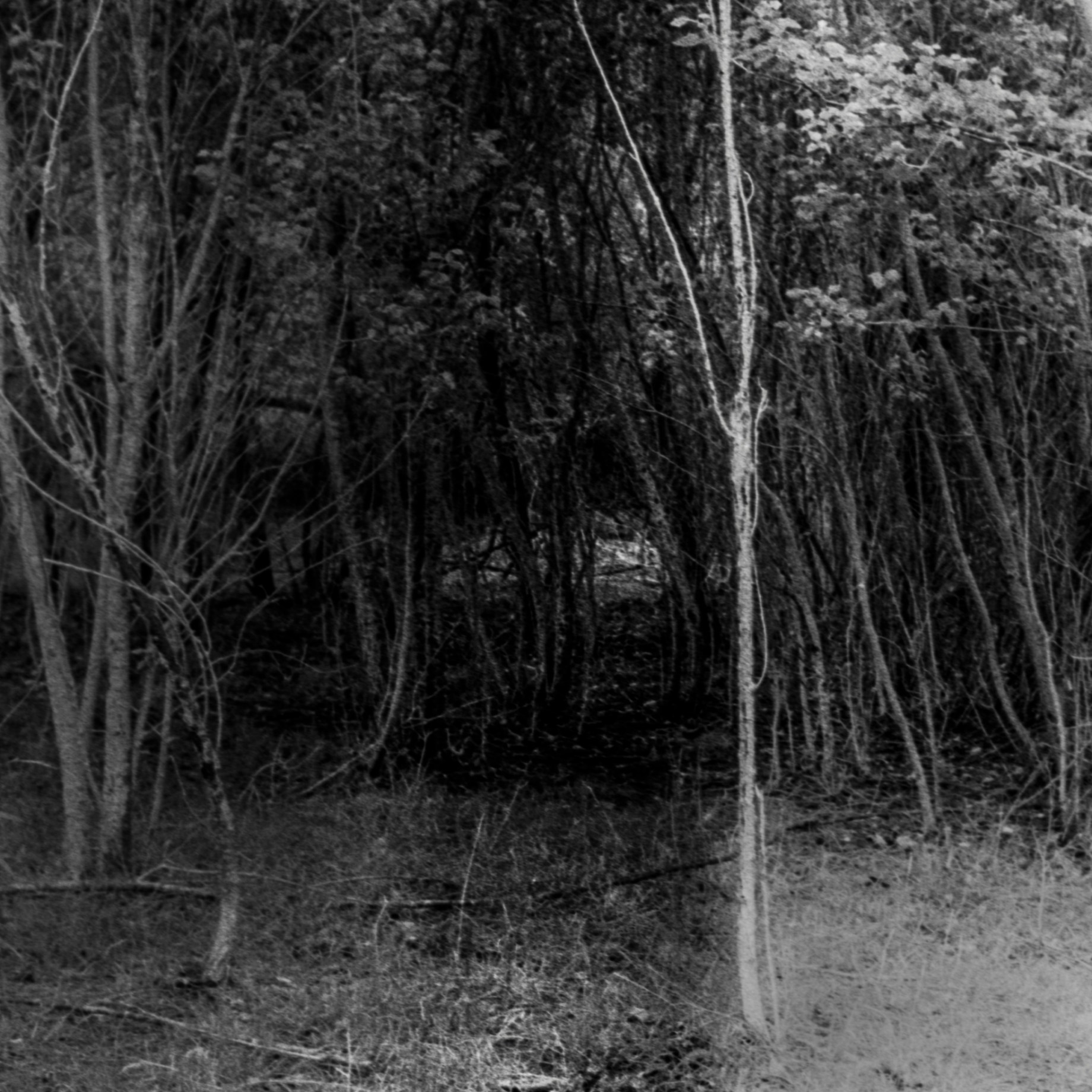 Judith Nangala Crispin | poet | photographic artist