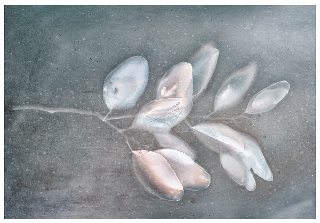 Judith Nangala Crispin | poet | photographic artist